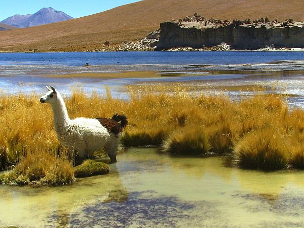From Atacama to Uyuni. Uyuni Tours: Explore the Salt Flats